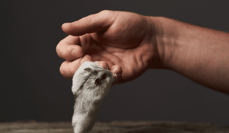 Why Is My Hamster Biting Me [Helpful Information] - HamstersInfo.com