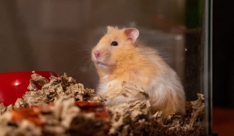 Why Does My Hamster Smell Bad? - HamstersInfo.com