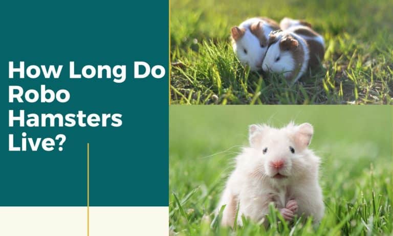 How Long Do Robo Hamsters Live? - HamstersInfo.com