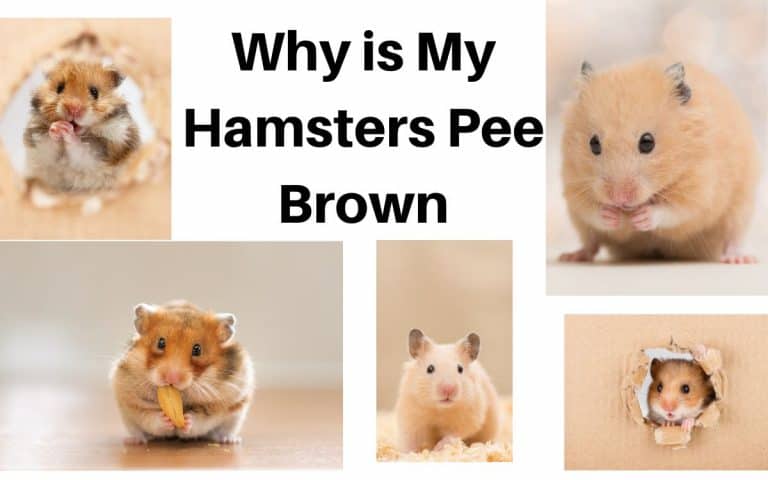 Why is My Hamsters Pee Brown? - HamstersInfo.com