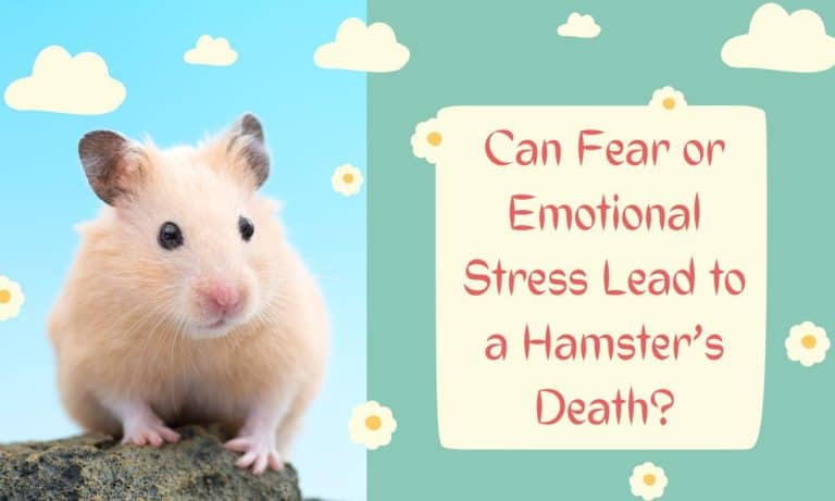 Can Fear or Emotional Stress Lead to a Hamster’s Death? [11 Reasons ...