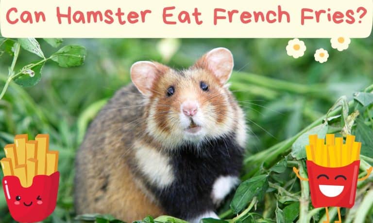 Can Hamster Eat French Fries? - HamstersInfo.com