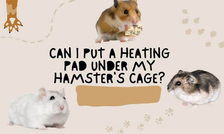 Can I put a heating pad under my hamster's cage? - HamstersInfo.com
