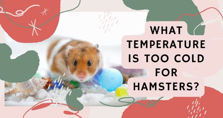 What Temperature is Too Cold for Hamsters? - HamstersInfo.com