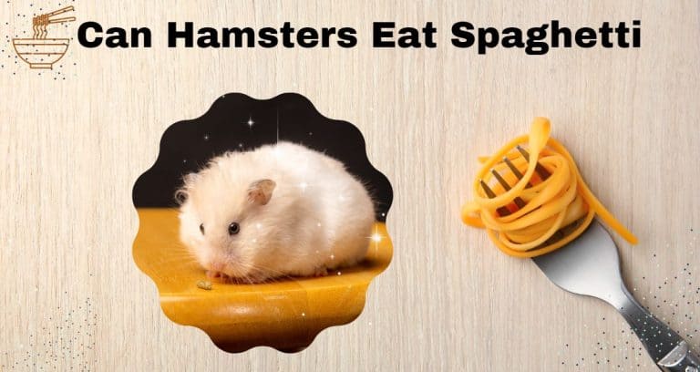 Can Hamsters Eat Spaghetti? [Benefits & Risks] - HamstersInfo.com