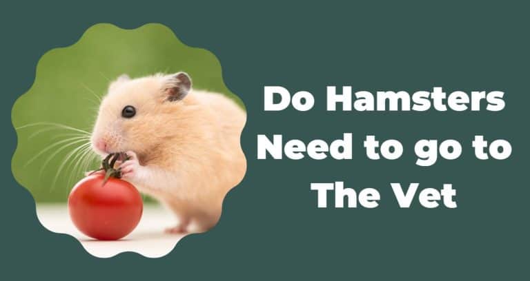 Do Hamsters Need to go to The Vet? - HamstersInfo.com
